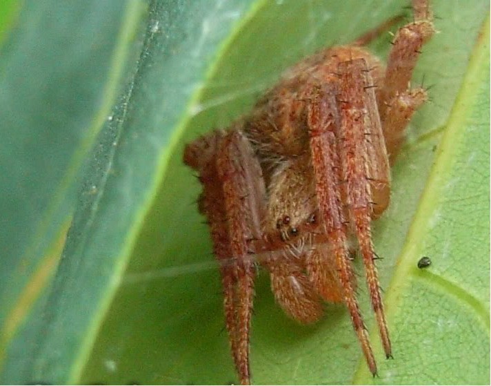 丰满新园蛛_360百科